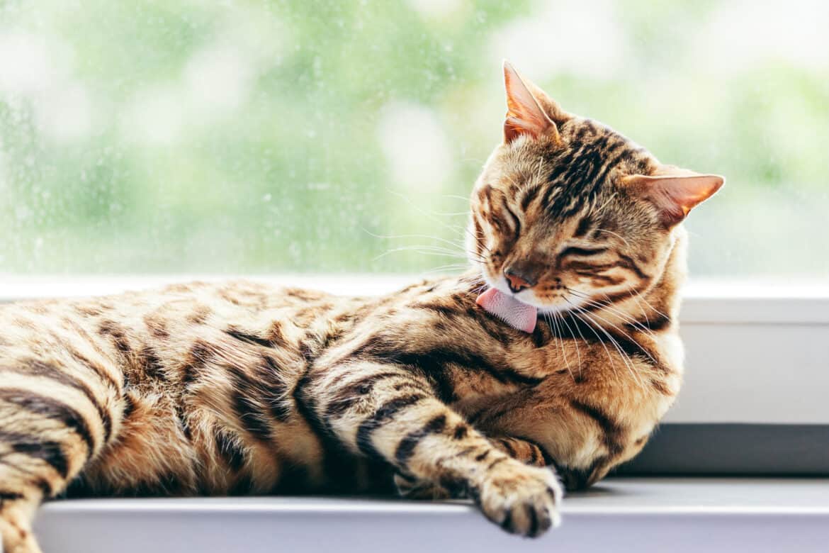 Methods Cats Use To Destress Themselves