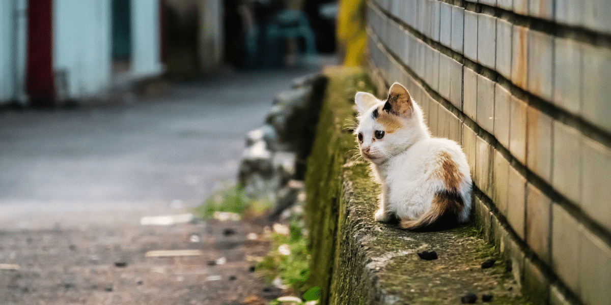 What To Do (And Not Do) When You Find A Stray Kitten