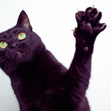 Interesting Facts About Cats | Cattitude