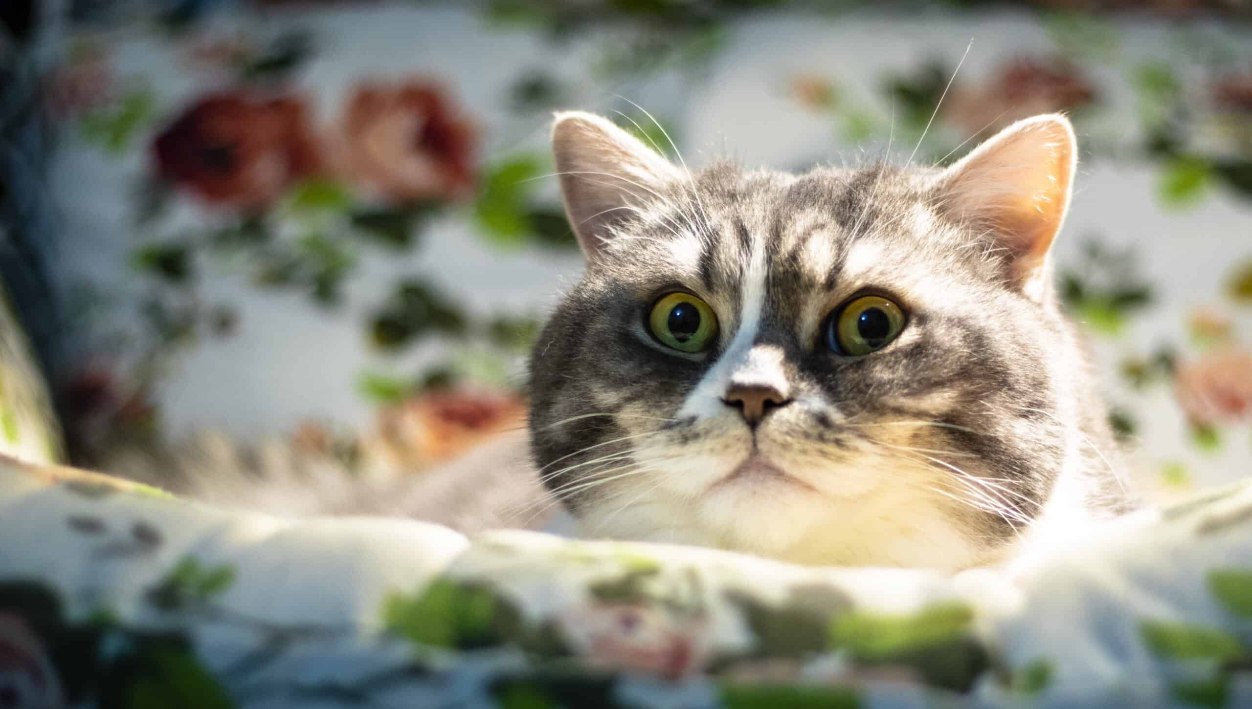 Why Do Some Cats Have Round Pupils Why Do Some Cats Have Round Pupils