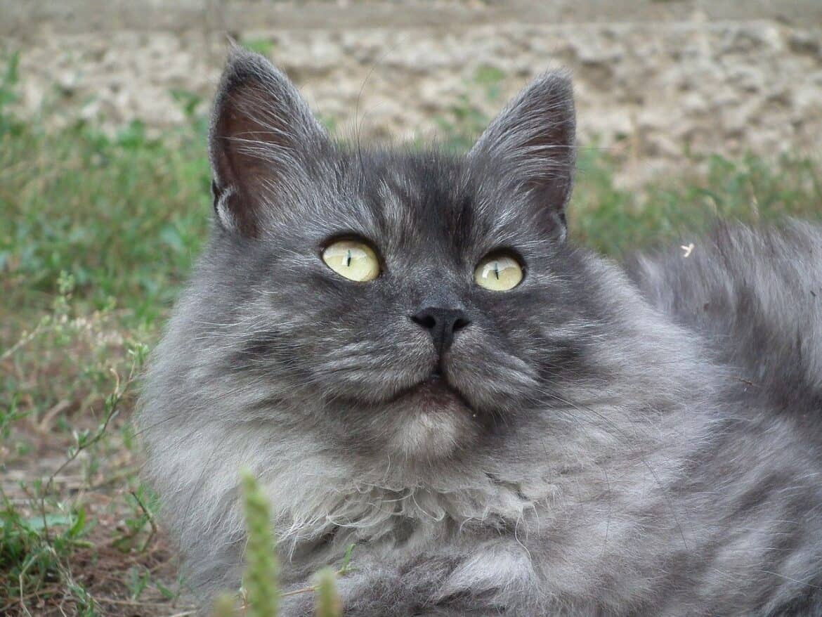5 Mostly Hypoallergenic Cat Breeds For People With Allergies