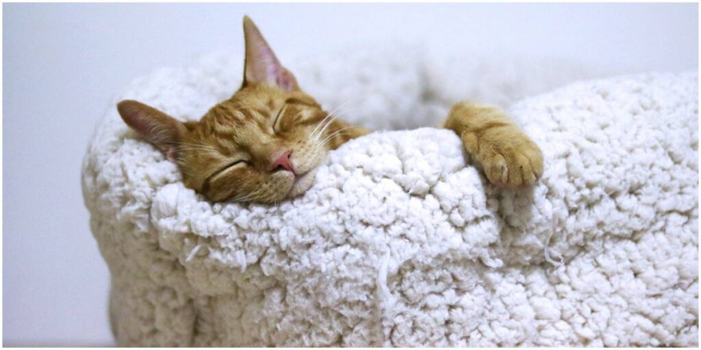 Why Do Cats Love To Be Warm?