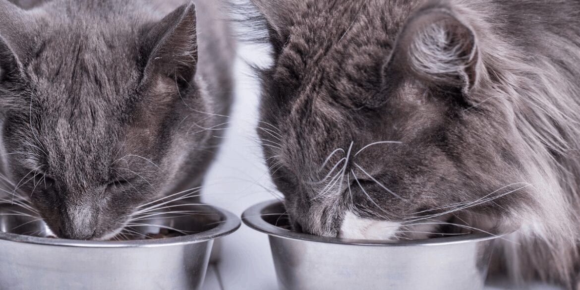 Why Is My Cat Always Eating?