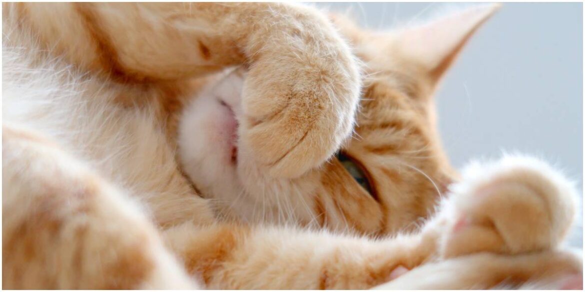 Feline Conjunctivitis: What All Cat Owners Should Know