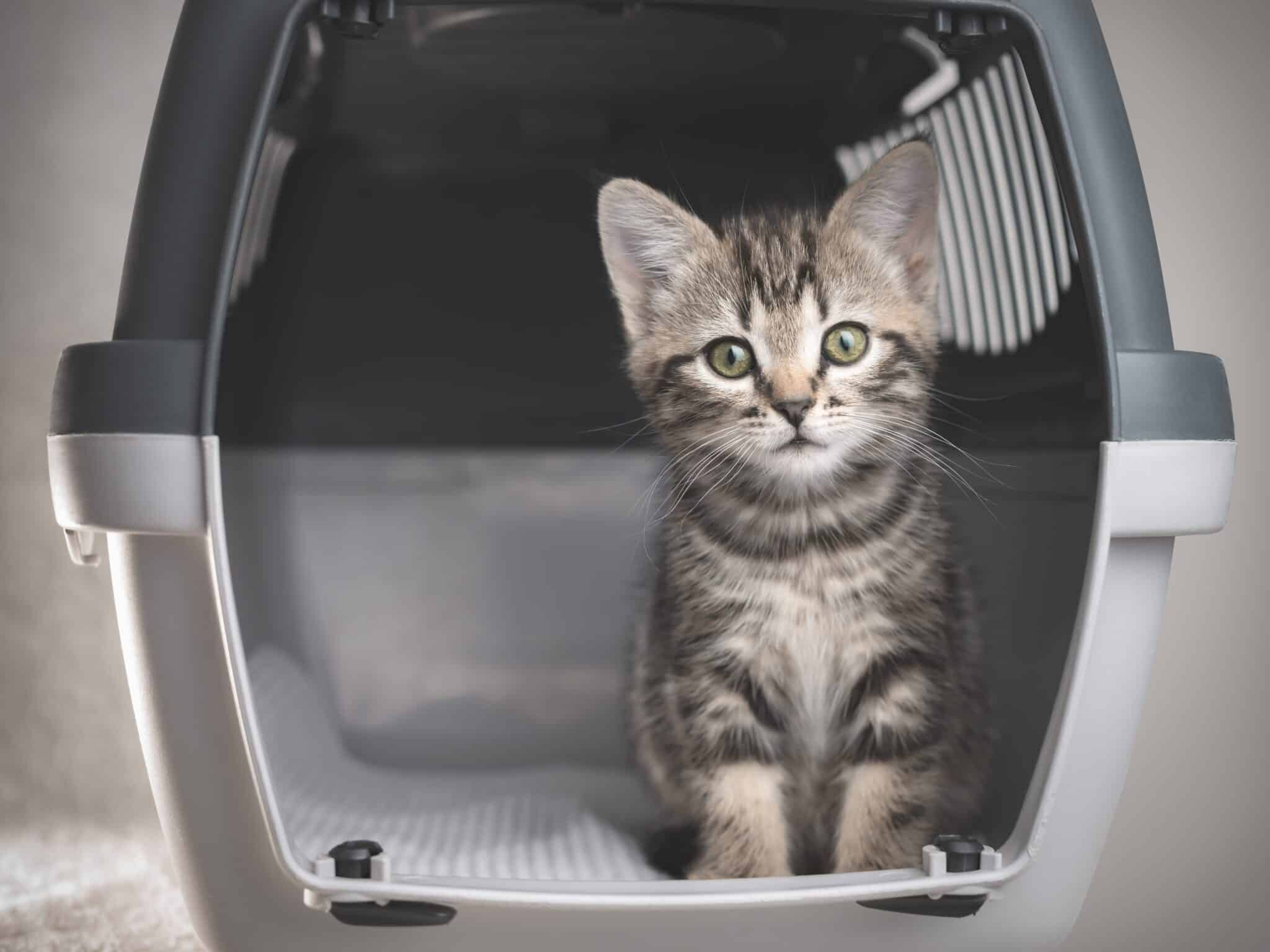 Tips To Help Your Cat Love Their Carrier