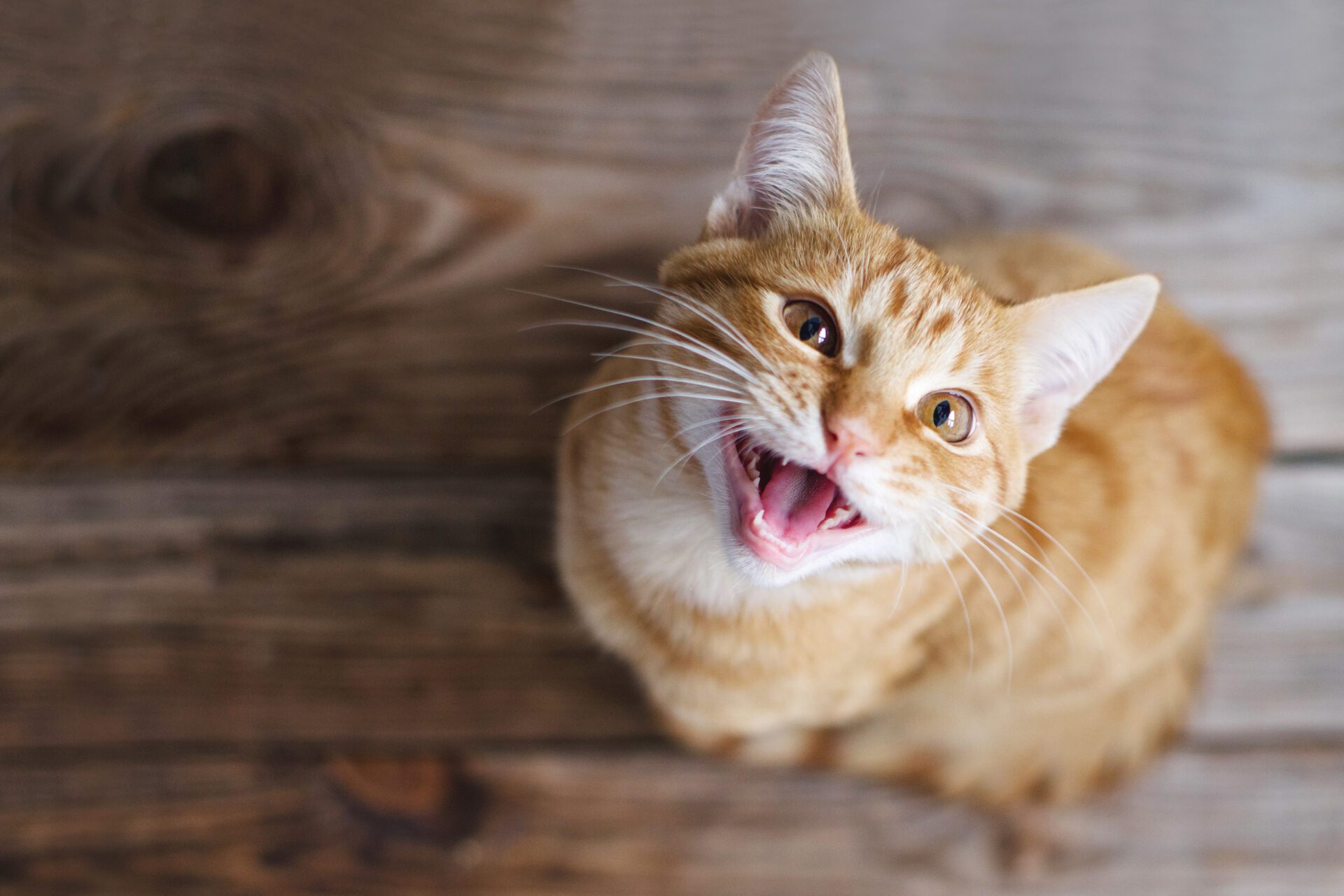 Why Are Orange Cats Are So Friendly | Blog - Cattitude