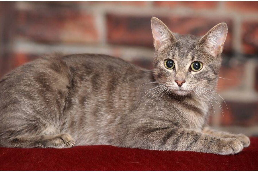 A Breakdown Of Cat Coat Patterns And Markings