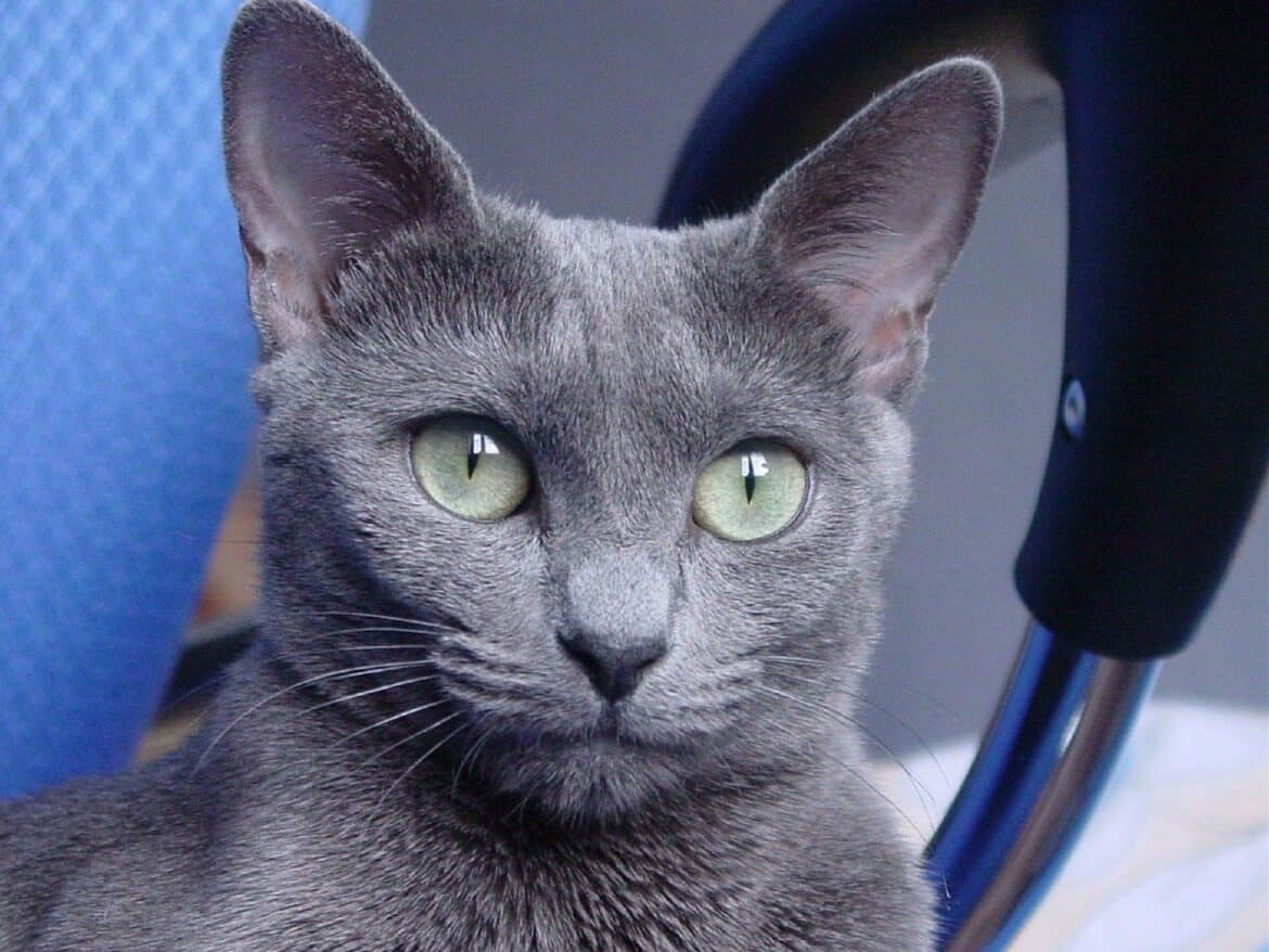 5 Mostly Hypoallergenic Cat Breeds For People With Allergies