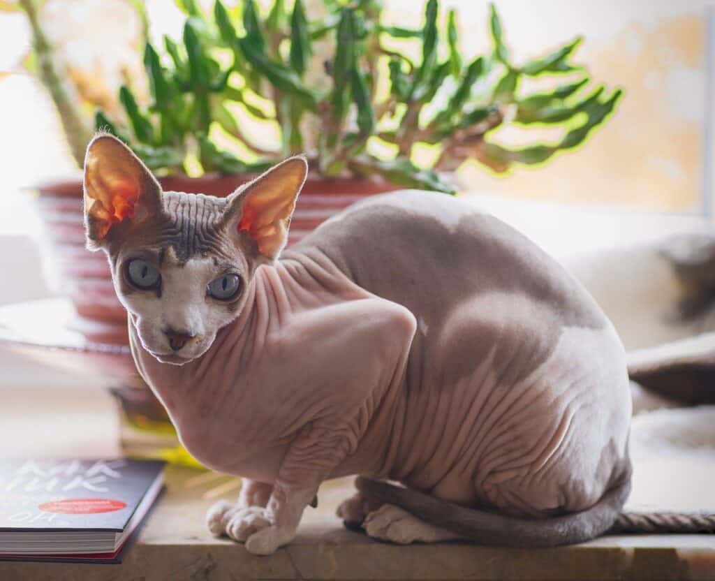 5 Mostly Hypoallergenic Cat Breeds For People With Allergies