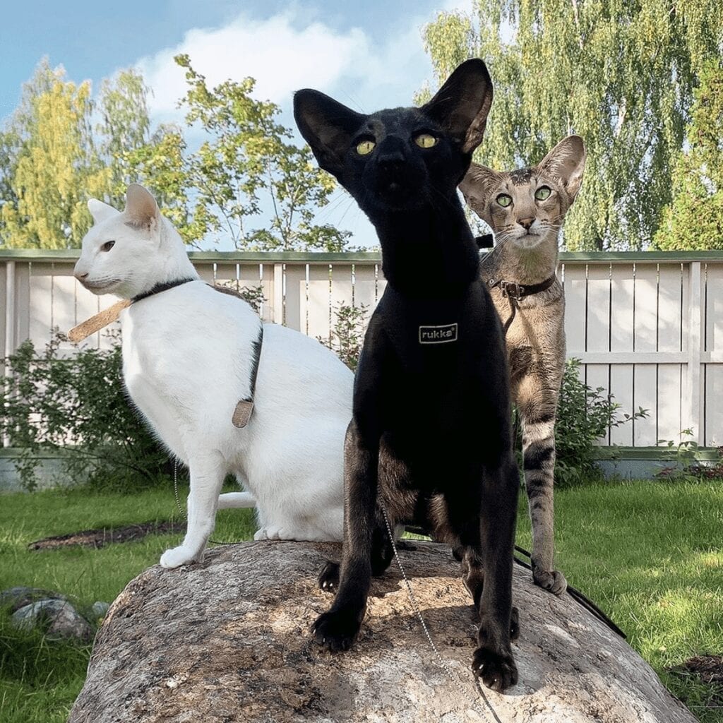 Meet The Meowrientals: Three Cool Cats You'll Be Sure To Love