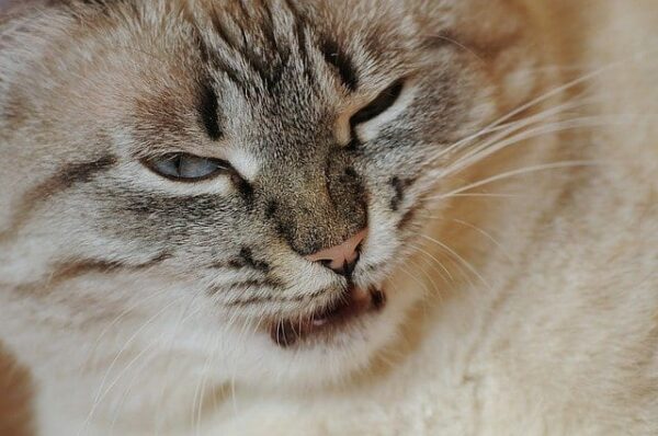 Why Do Cats Growl?