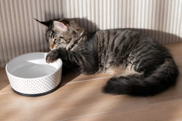 Fur Mowing: Why Cats Pull Out Their Hair
