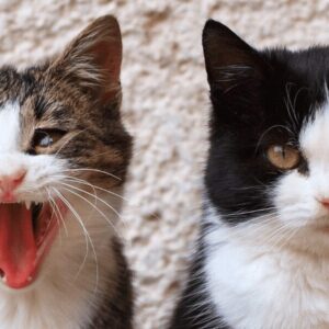 Five Facts About Cat Tails That Might Surprise You