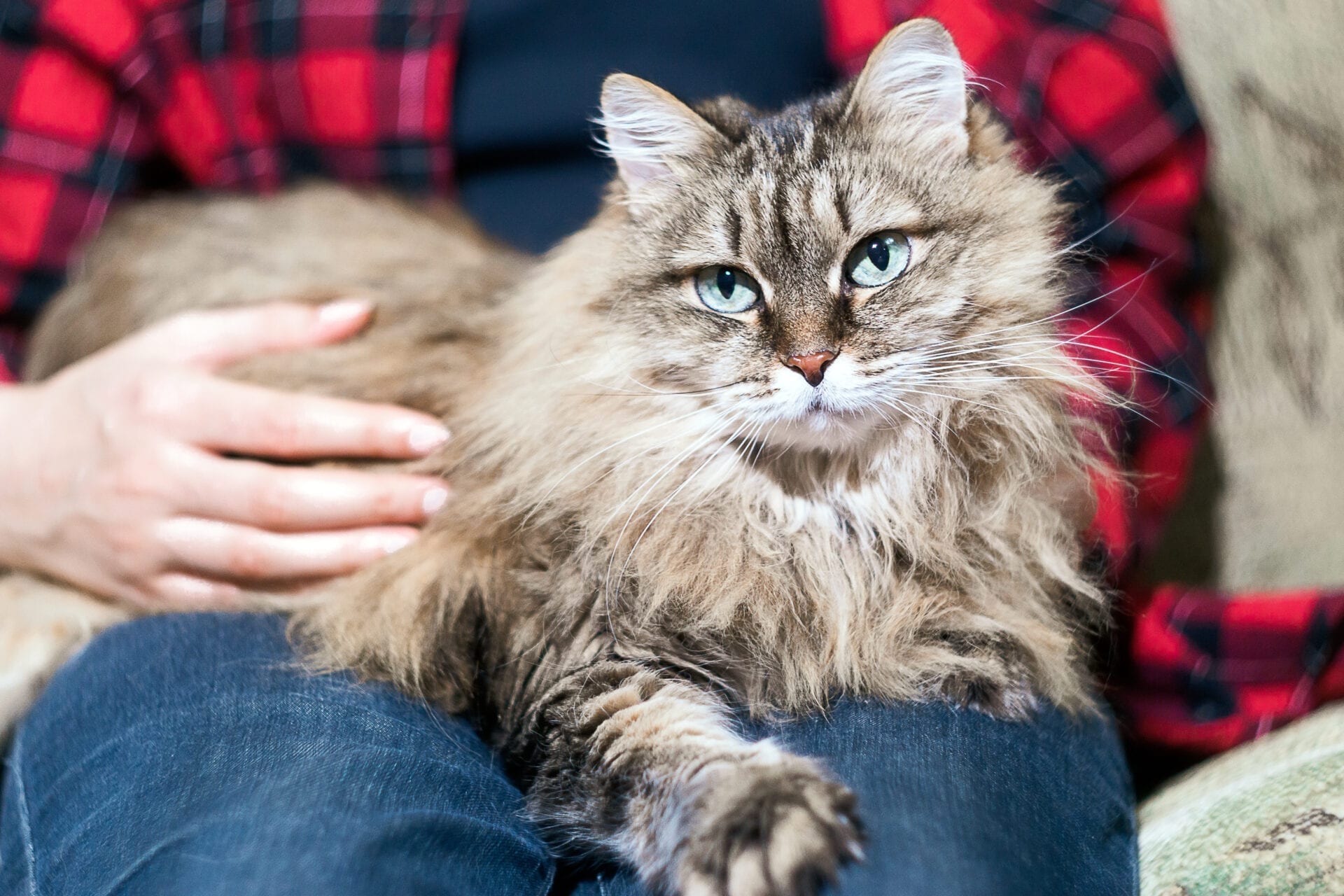 Why Do Cats Trill?