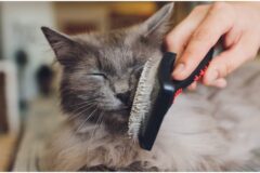 A Breakdown Of Cat Coat Patterns And Markings