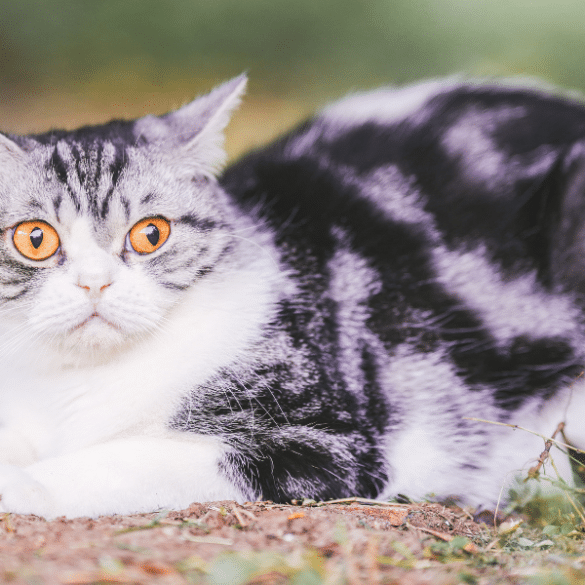 Your Cat Is Crepuscular Not Nocturnal—And Here's Why