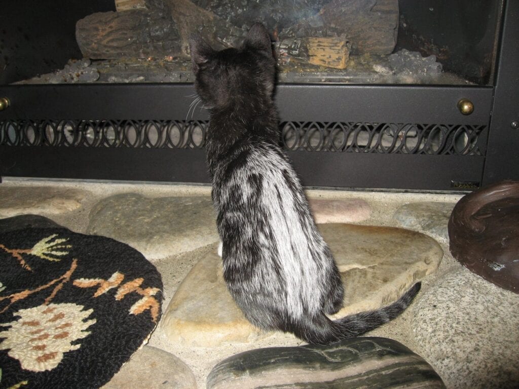 Fever Coat: When Kittens Change Color