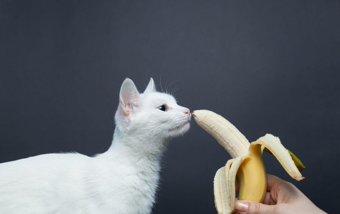 19 Surprising Smells Your Cat Can't Stand