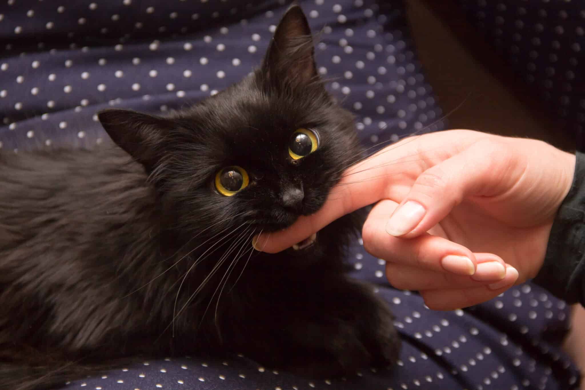 Why Do Cats “Love Bite”?