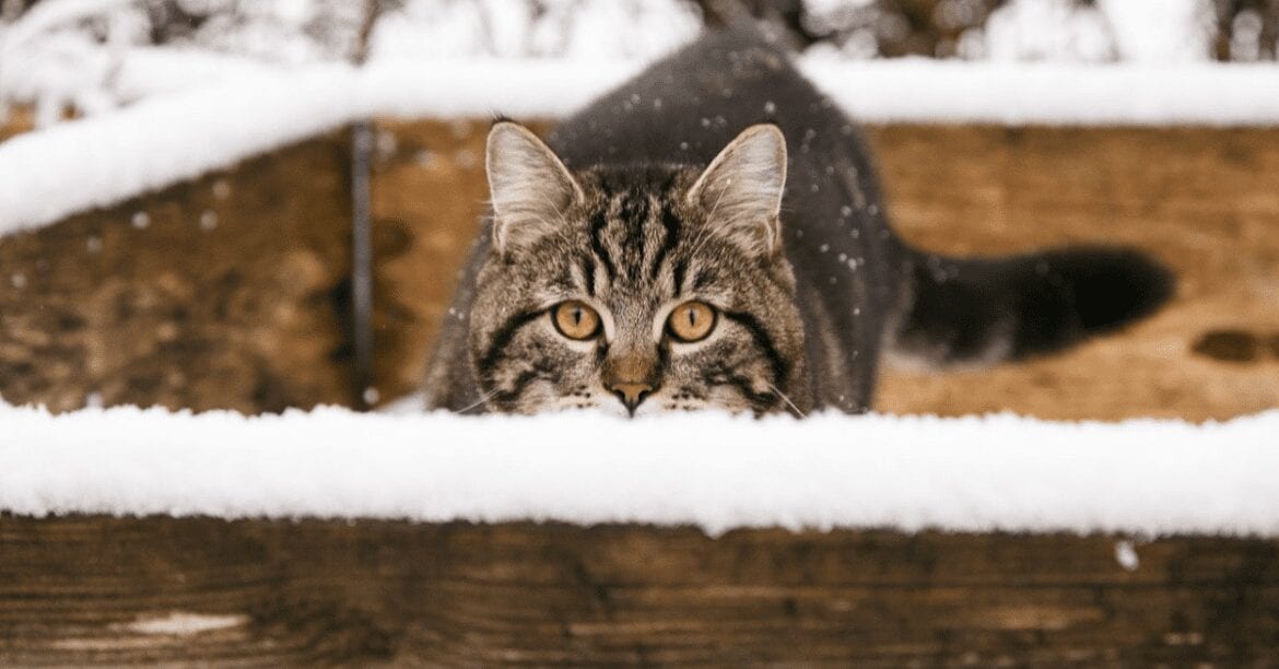 Important Winter Precautions For Cats