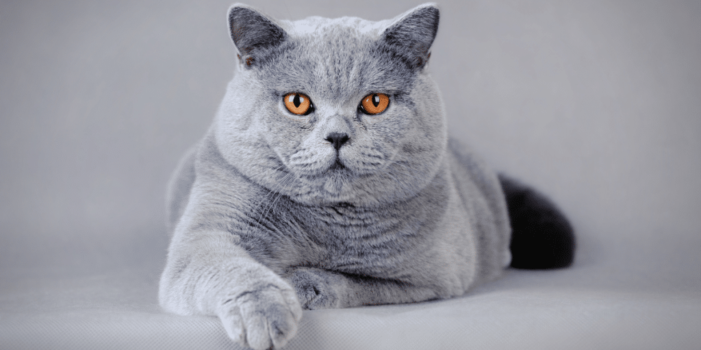 Feline 411: All About Gray Cats