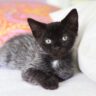 Fever Coat: When Kittens Change Color