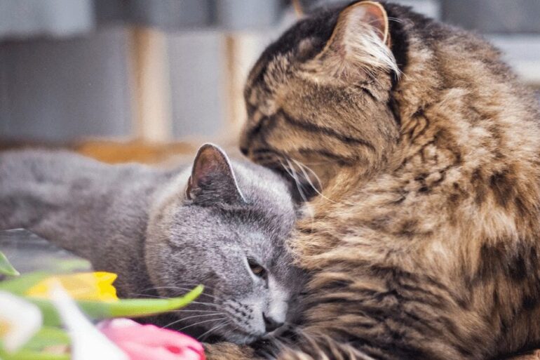 Head Pressing In Cats: What Every Cat Owner Needs To Know