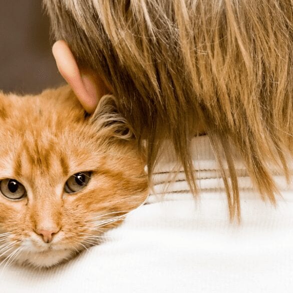 Feline 411: All About Ginger Tabby Cats