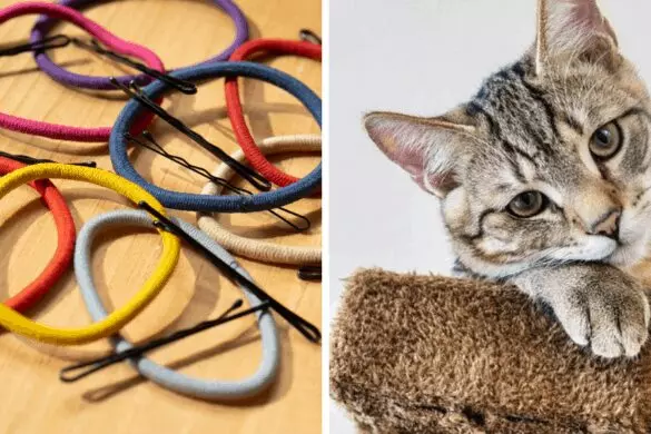 A Breakdown Of Cat Coat Patterns And Markings