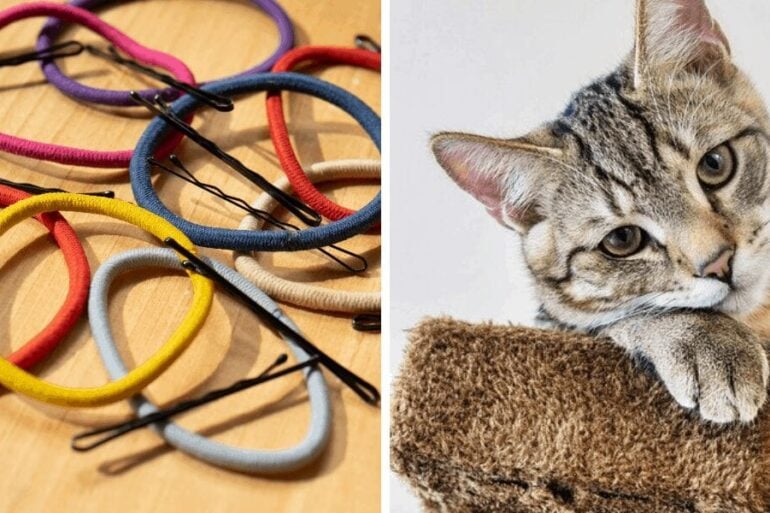 Feline 411: All About Ginger Tabby Cats