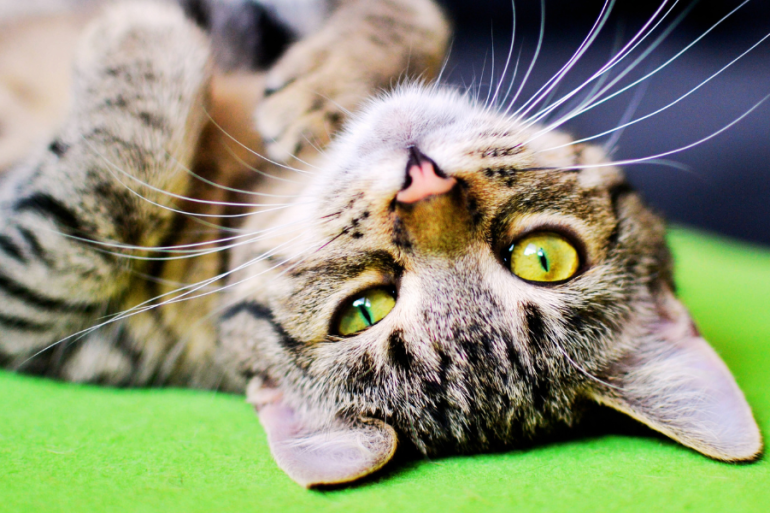 Funky Felines: Here Are the Weirdest-Looking Cat Breeds
