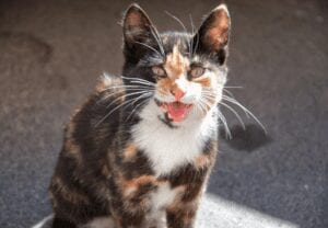 10 Common Cat Sounds & Their Meanings