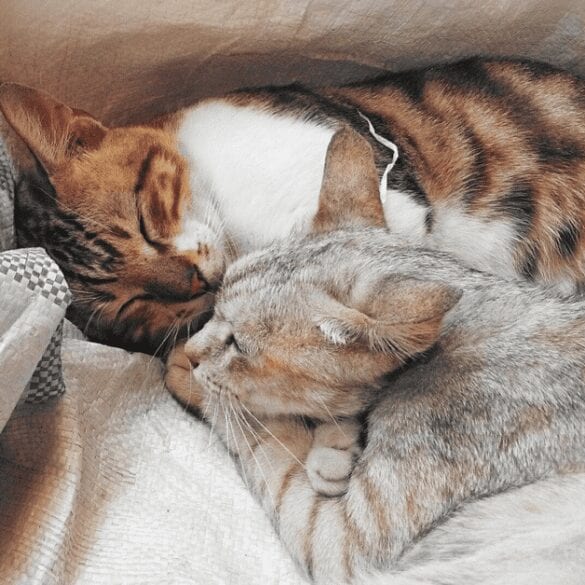 3 Southern Cats & Momma Are Here To Make You Smile