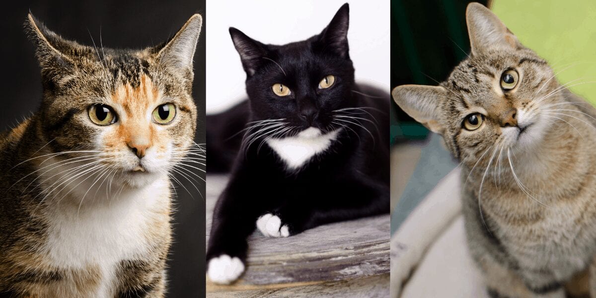 A Breakdown Of Cat Coat Patterns And Markings A Breakdown Of Cat Coat Patterns And Markings