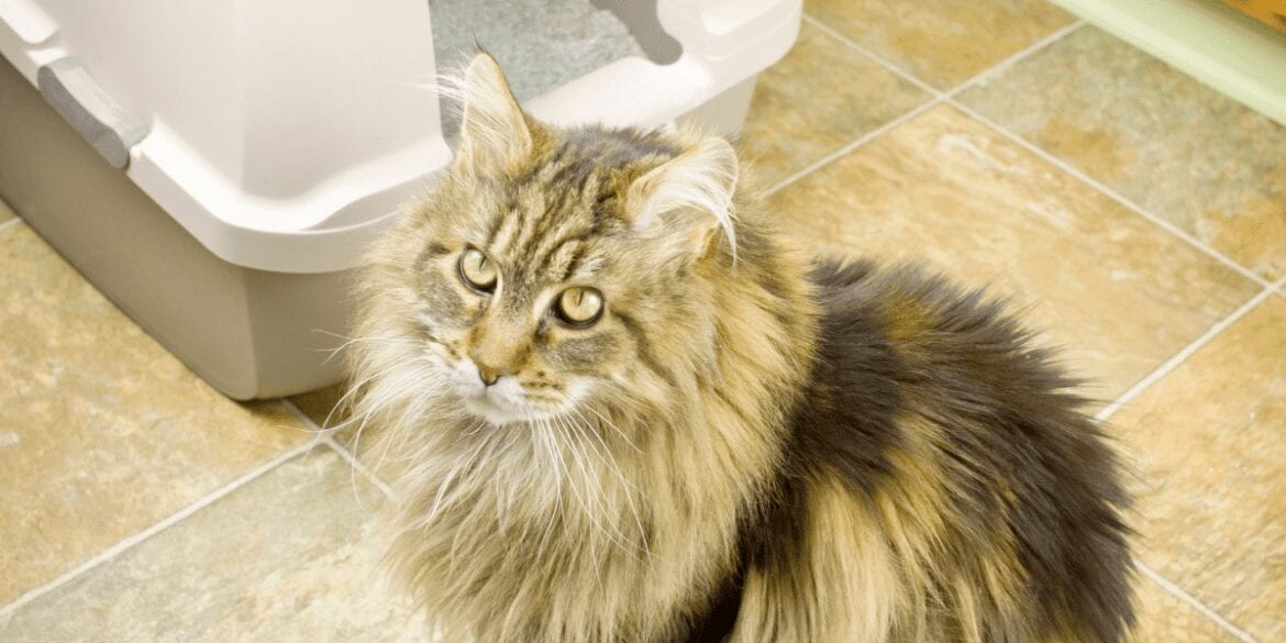 Why Is My Cat So Messy In Their Litter Box?