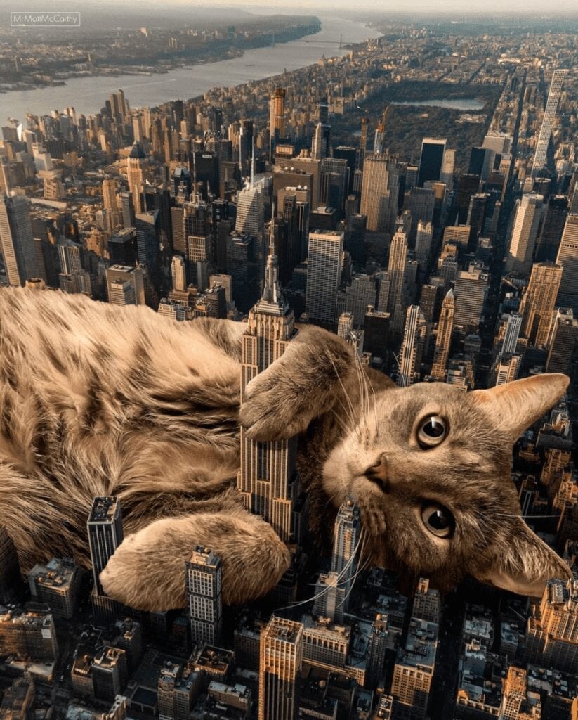 Artist Matt McCarthy Makes Surreal Cats Come To Life