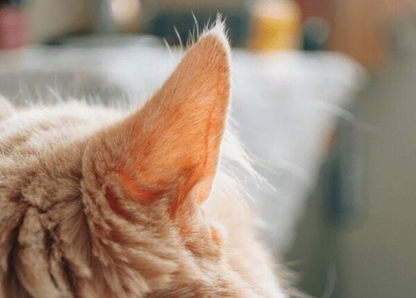 7 Tips To Keep Your Cat's Ears Clean & Healthy