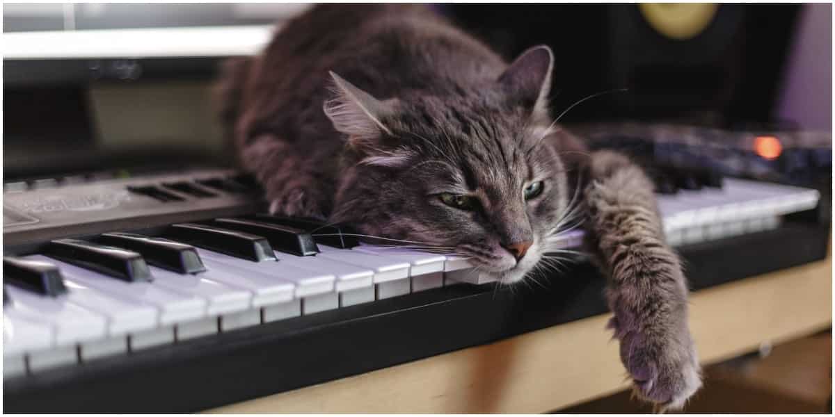 Do Cats Like Music Do Cats Like Music