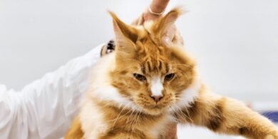 Is It Okay To Scruff A Cat?
