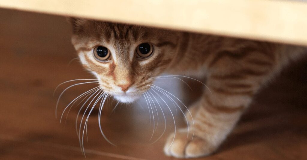 How Can I Help My Shy Cat Come Out Of Their Shell?