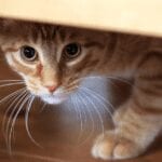 A Breakdown Of Cat Coat Patterns And Markings