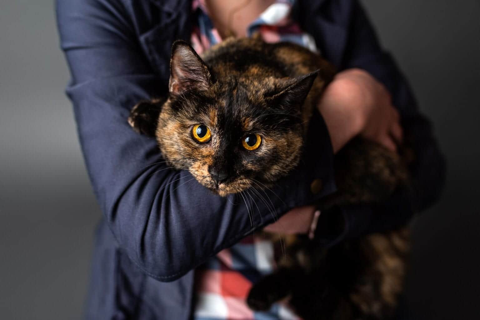 Why Do Cats Become Overstimulated So Easily?