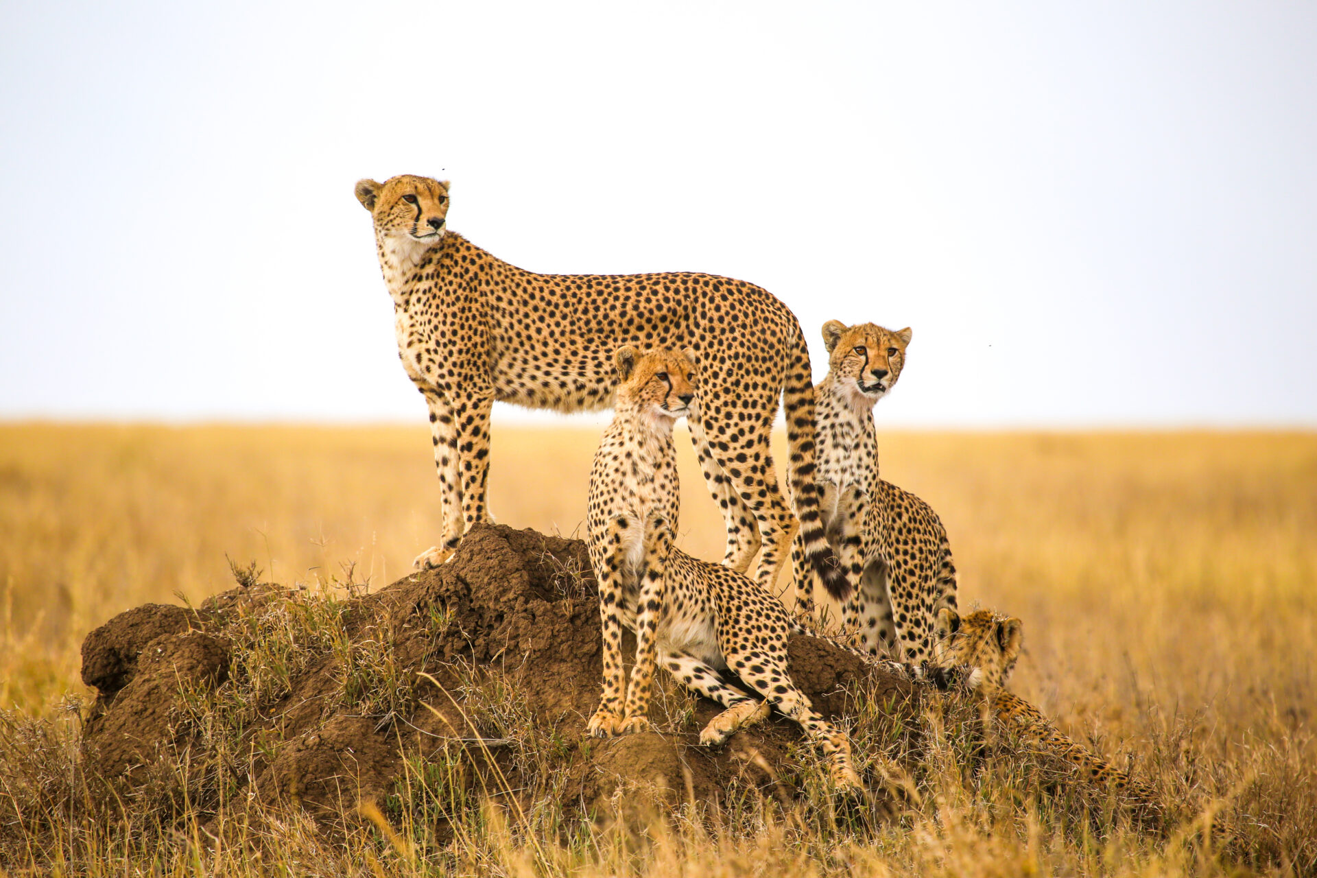 Big Cat 411: All About The Cheetah