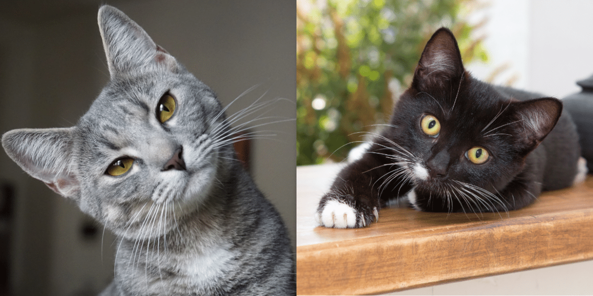 Theory Suggests Cats See Humans As Big, Clumsy Cats