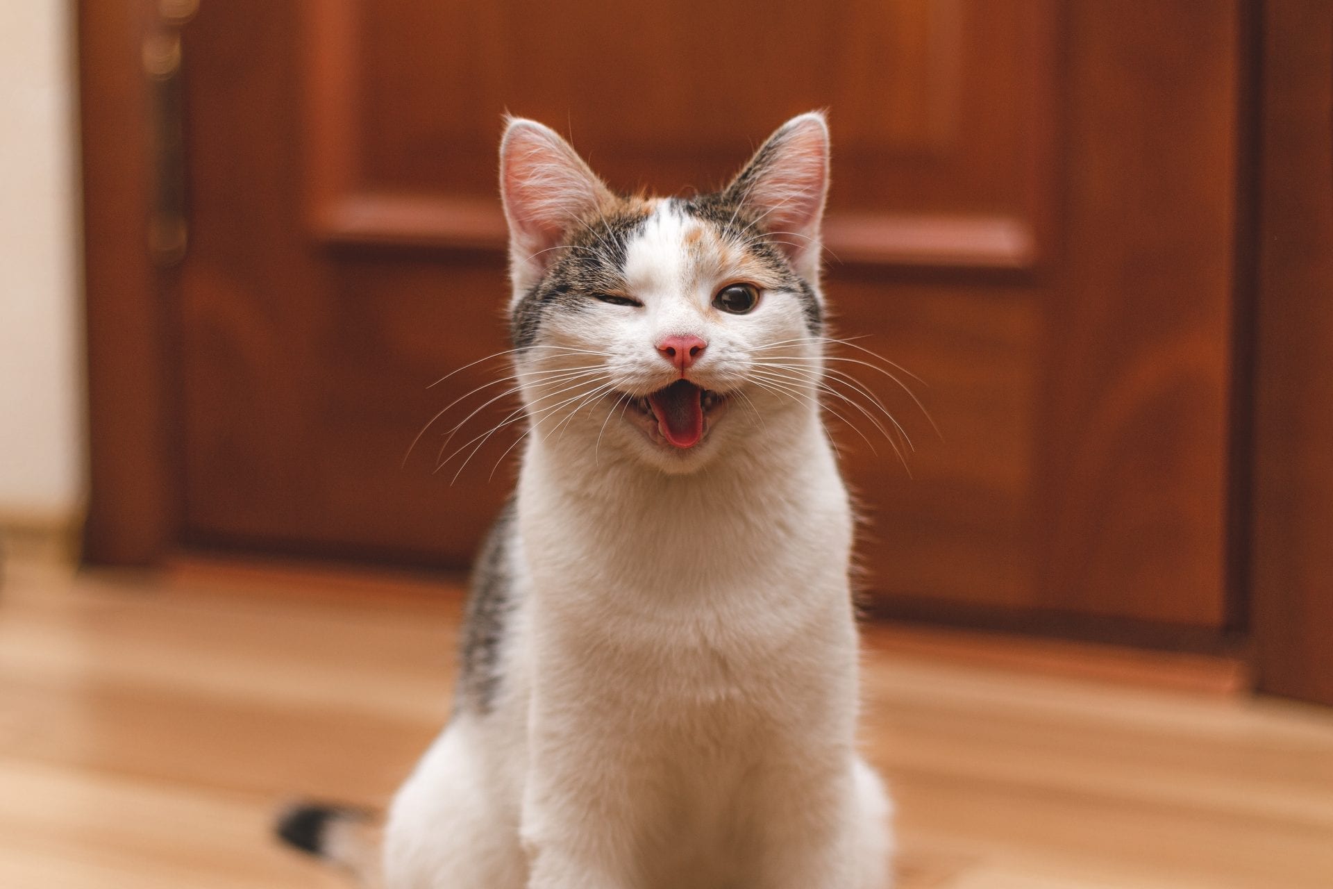 Helpful Tips To Teach Your Kitty Manners