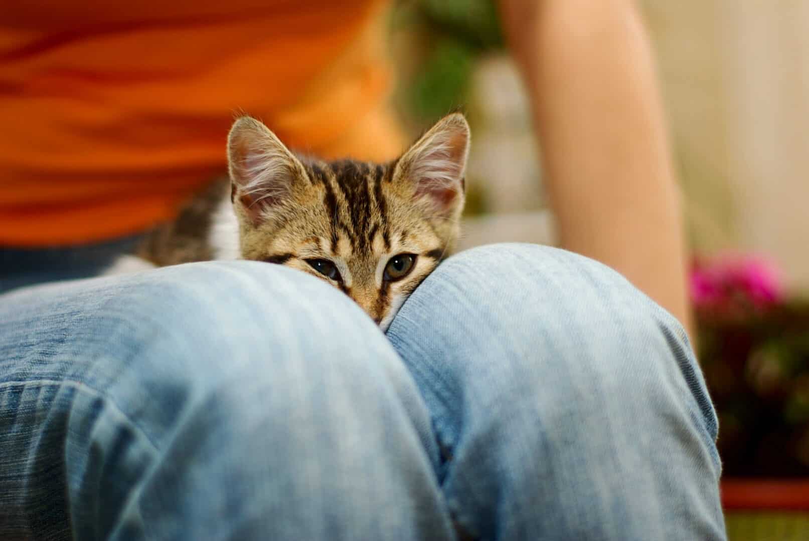 Why Is My Cat A Total Lap Cat?