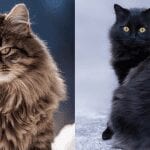 Feline 411: All About The Werewolf Cat AKA Lykoi
