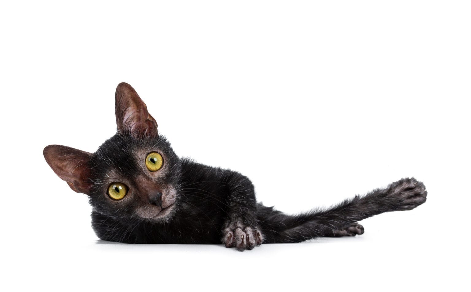 Everything You Should Know About a Wolf Cat
