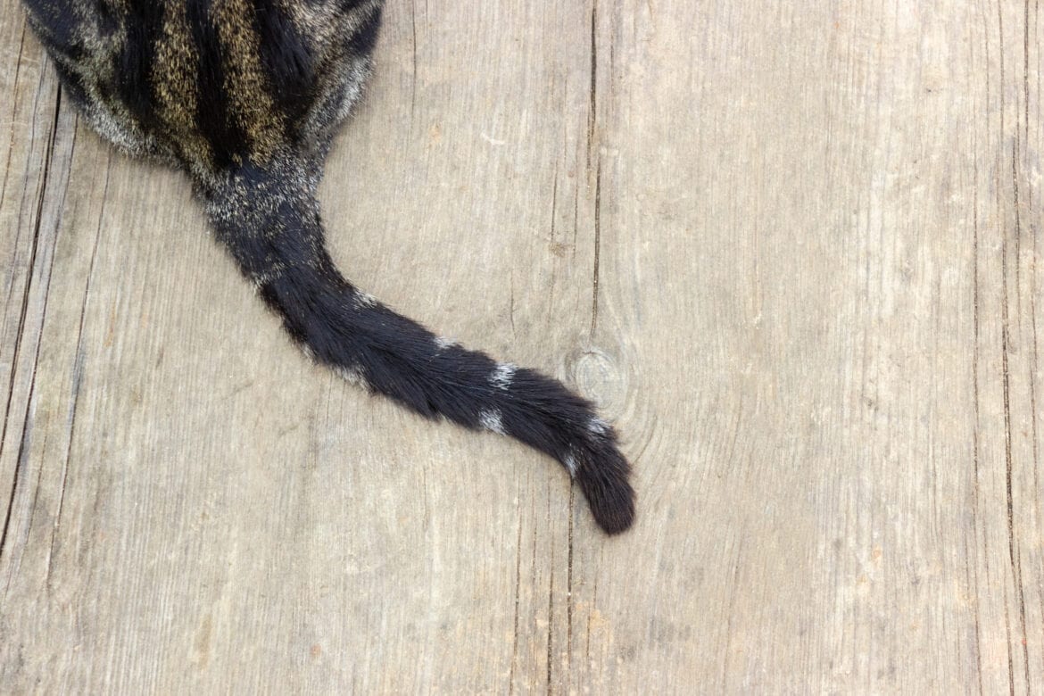 Five Facts About Cat Tails That Might Surprise You
