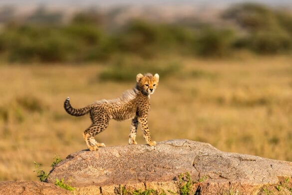 Big Cat 411: All About The Cheetah